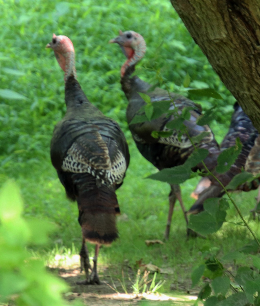 New Jersey eBird Checklist - 13 Aug 2023 - Palmyra Cove - 32 species
