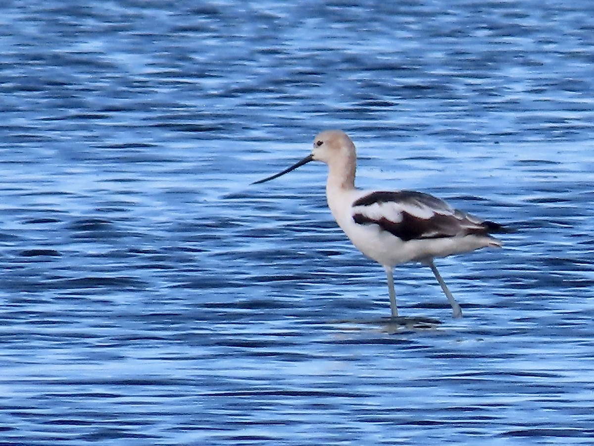 eBird Checklist - 13 Aug 2023 - Parker River NWR - 45 species (+1 other ...