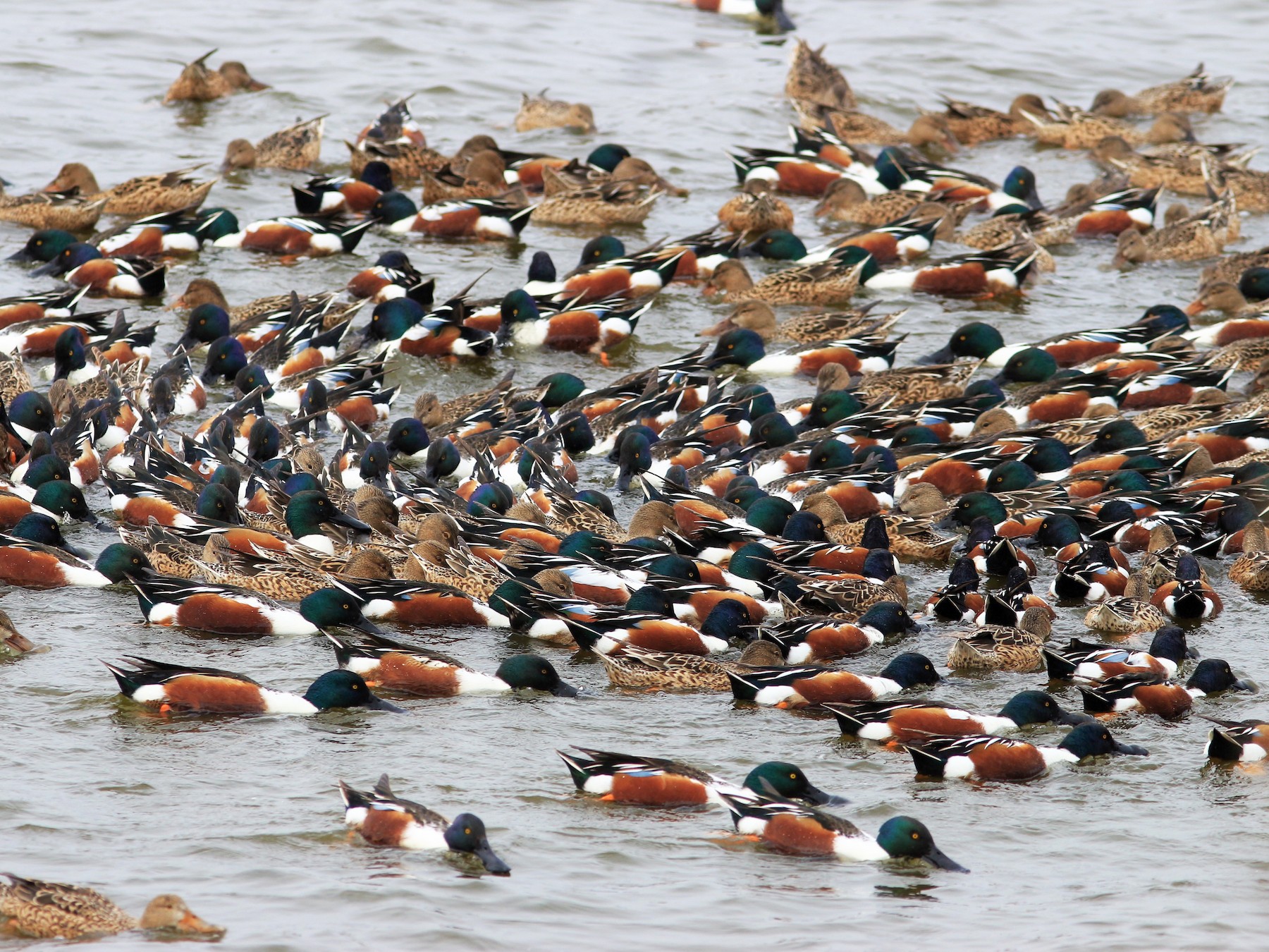 Northern Shoveler - eBird