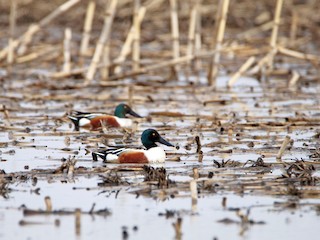 Canard souchet - eBird