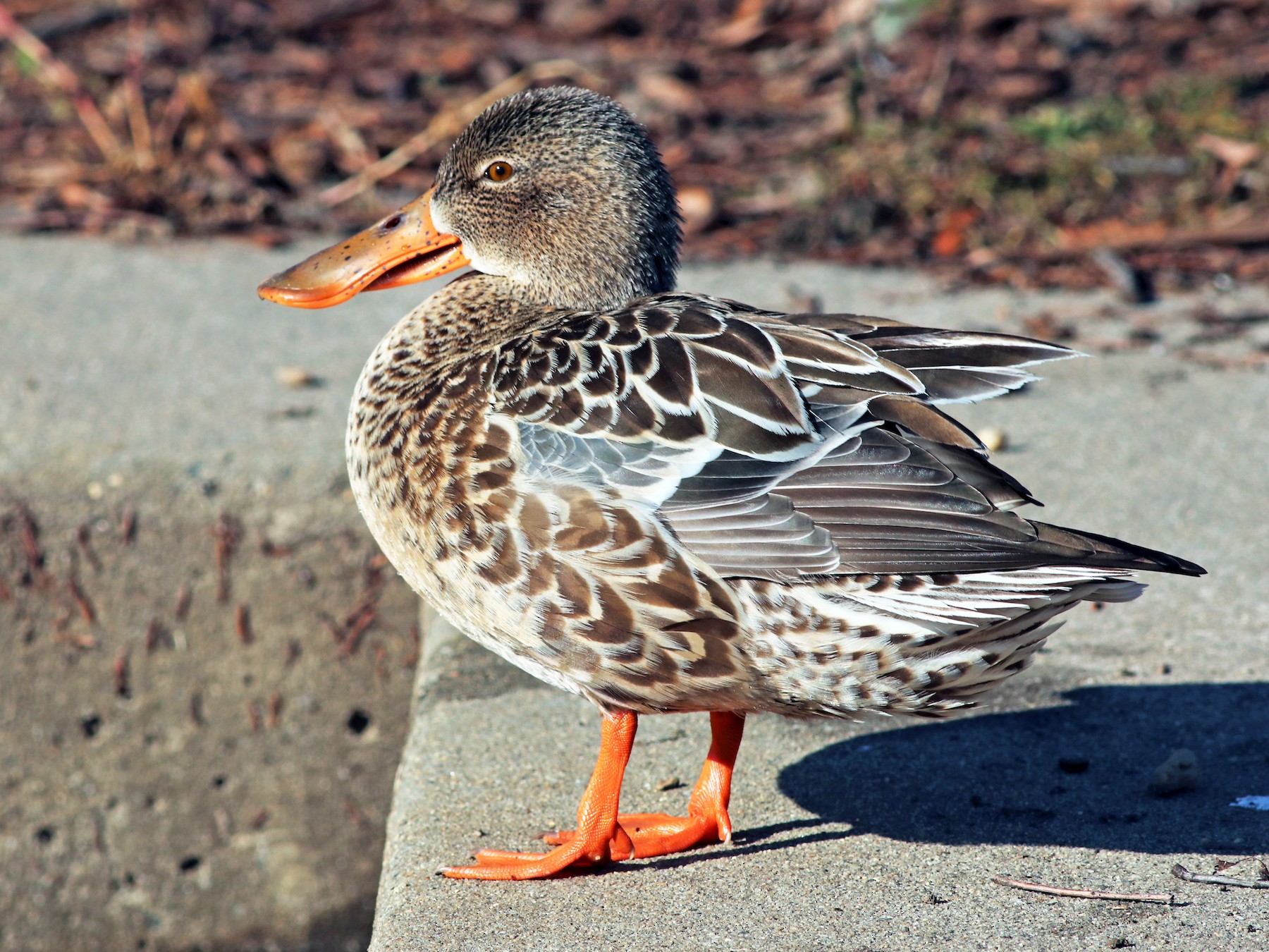 Northern Shoveler - eBird