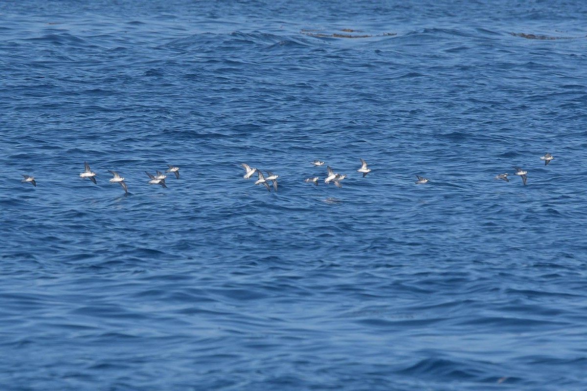 eBird Checklist - 5 Aug 2023 - Offshore--Anacapa Island vicinity (VEN ...