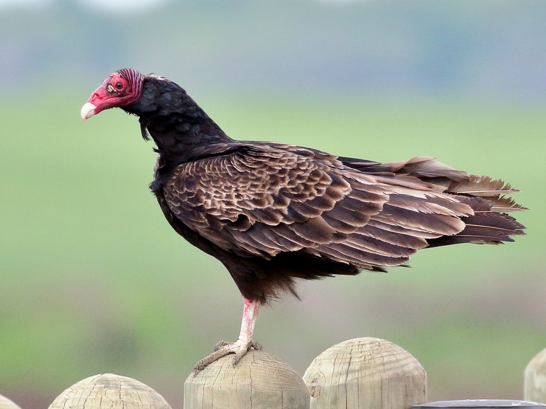 Turkey Vulture - eBird