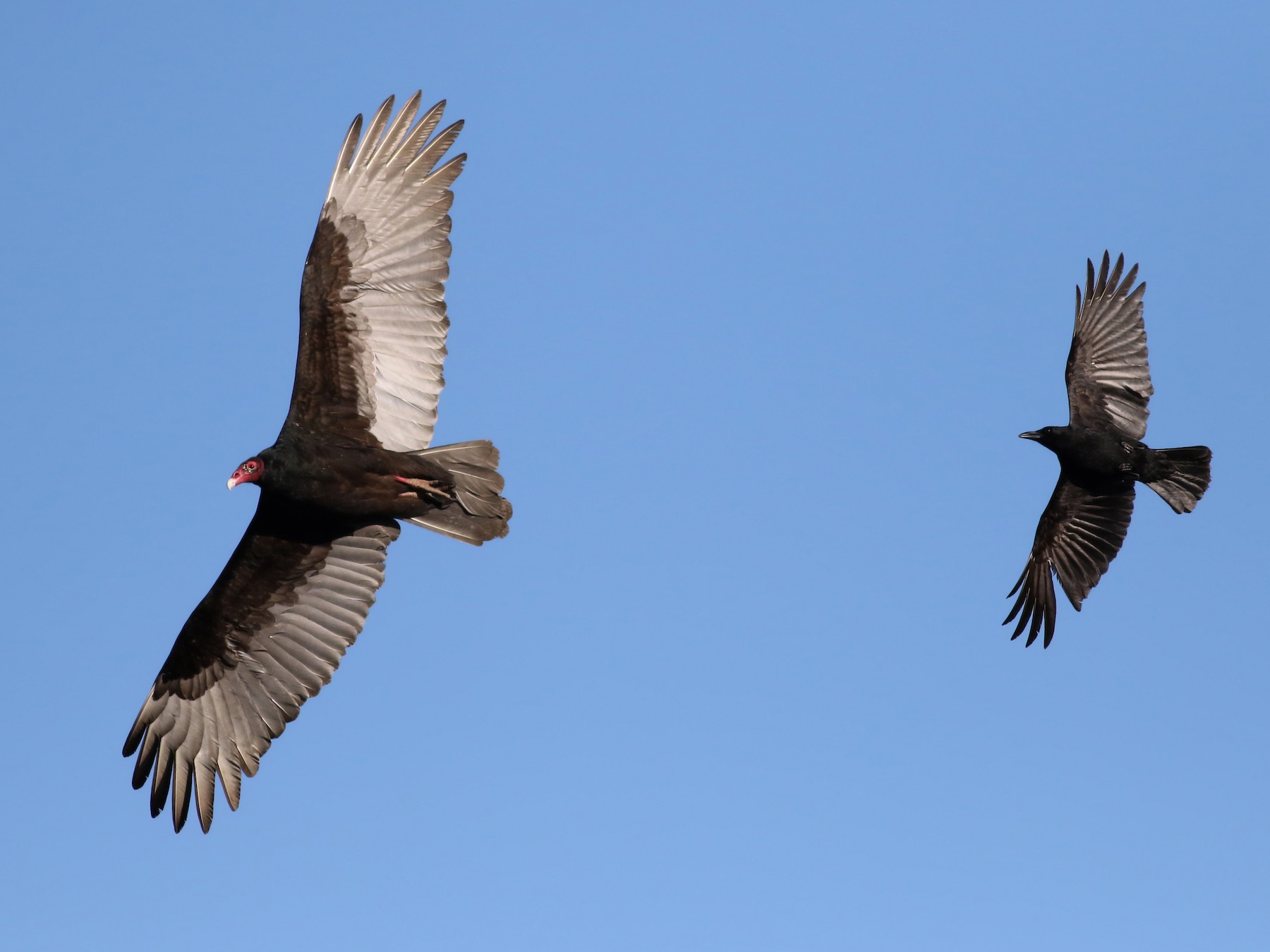 Black Vulture Vs Turkey Vulture