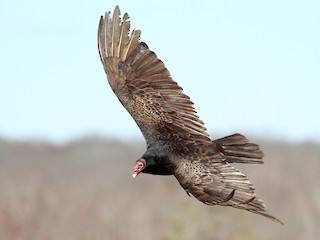 Virginia Vultures Vs Buzzards
