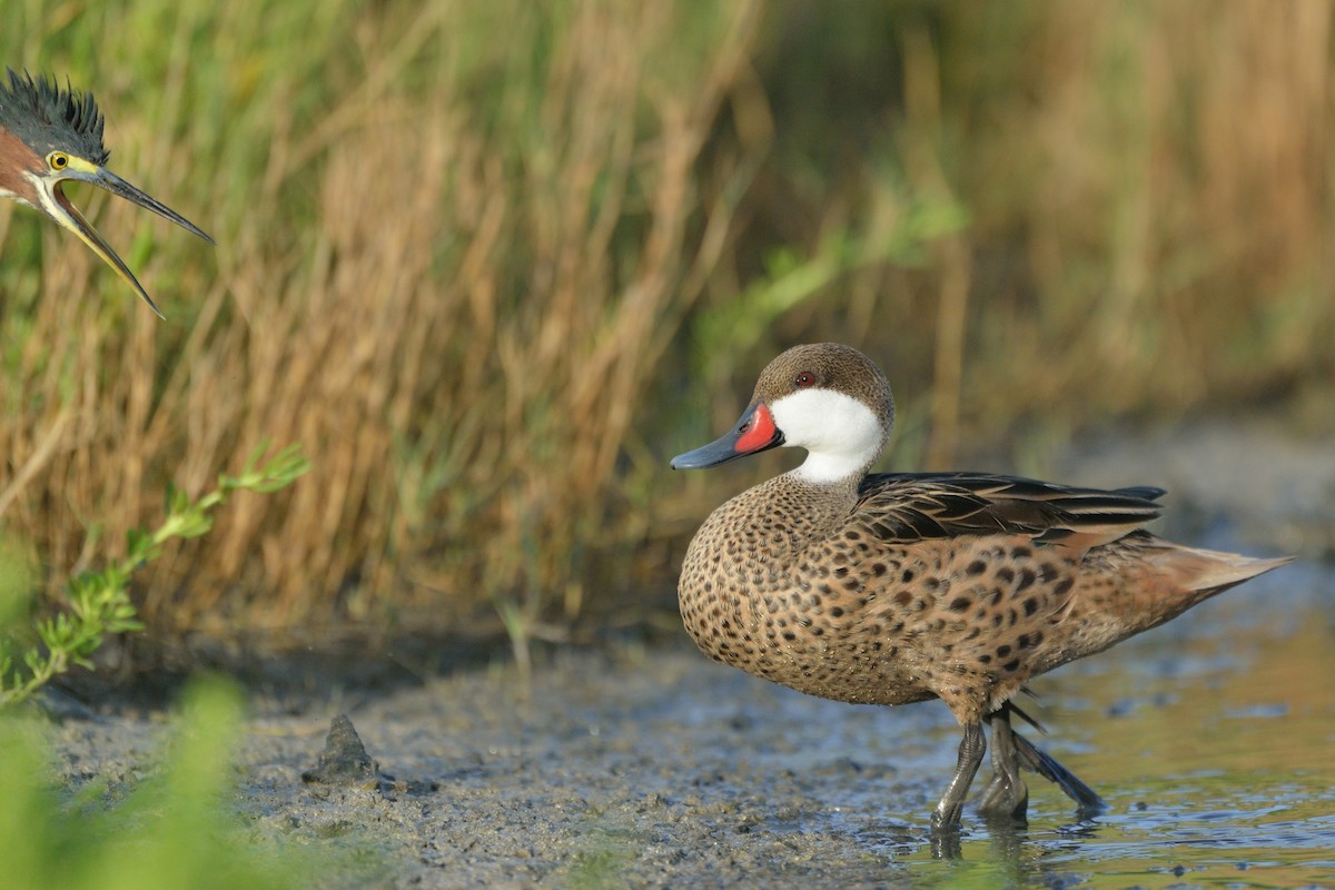 eBird Checklist - 13 Aug 2023 - Dam di Moko - 66 species (+1 other taxa)
