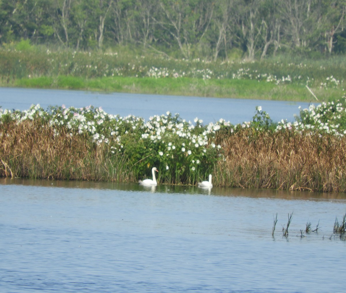 eBird Checklist - 12 Aug 2023 - Bombay Hook National Wildlife Refuge ...