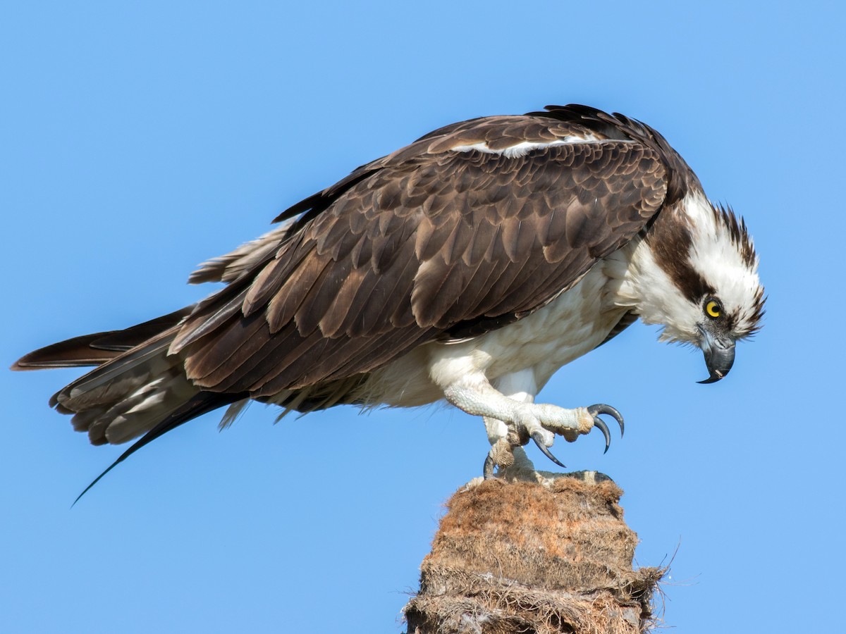 Osprey Overview | BirdWise ID Quizzes