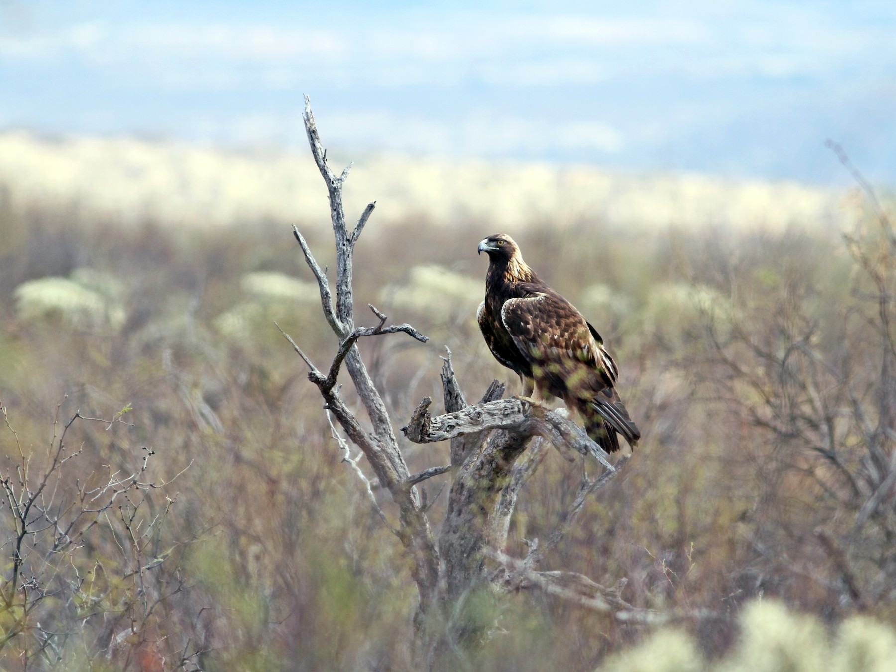 Golden Eagle - eBird