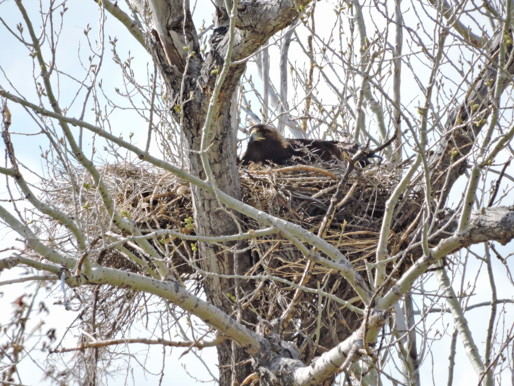 Golden Eagle - eBird
