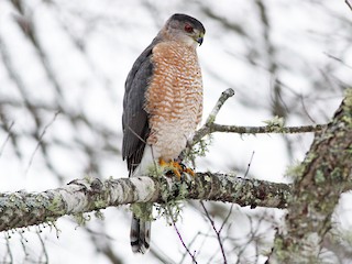 Cooper's Hawk - eBird