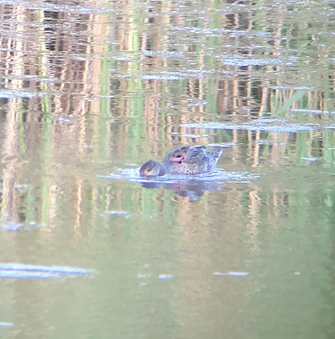 eBird Checklist - 13 Aug 2023 - Parker River NWR - 36 species