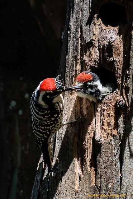 Nuttall's Woodpecker - Dryobates nuttallii - Birds of the World