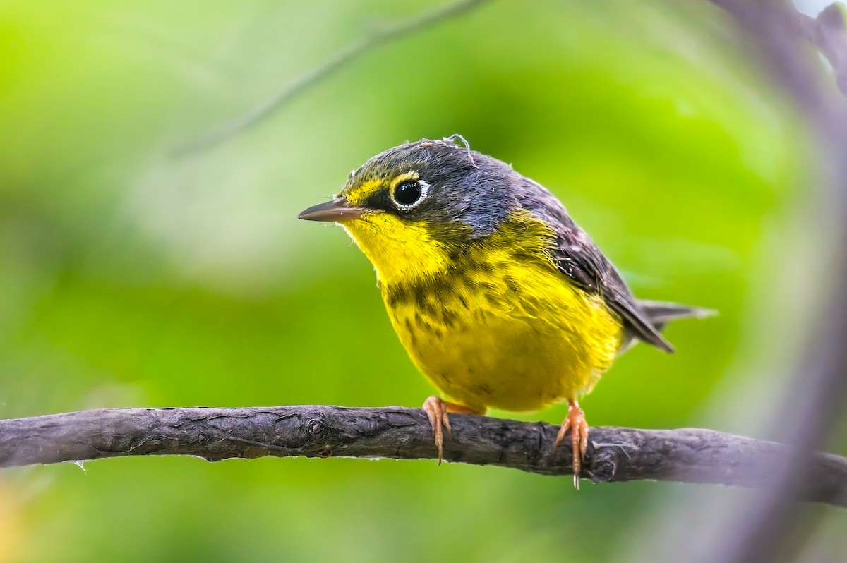 eBird Checklist - 11 Aug 2023 - Calgary--Carburn Park - 34 species