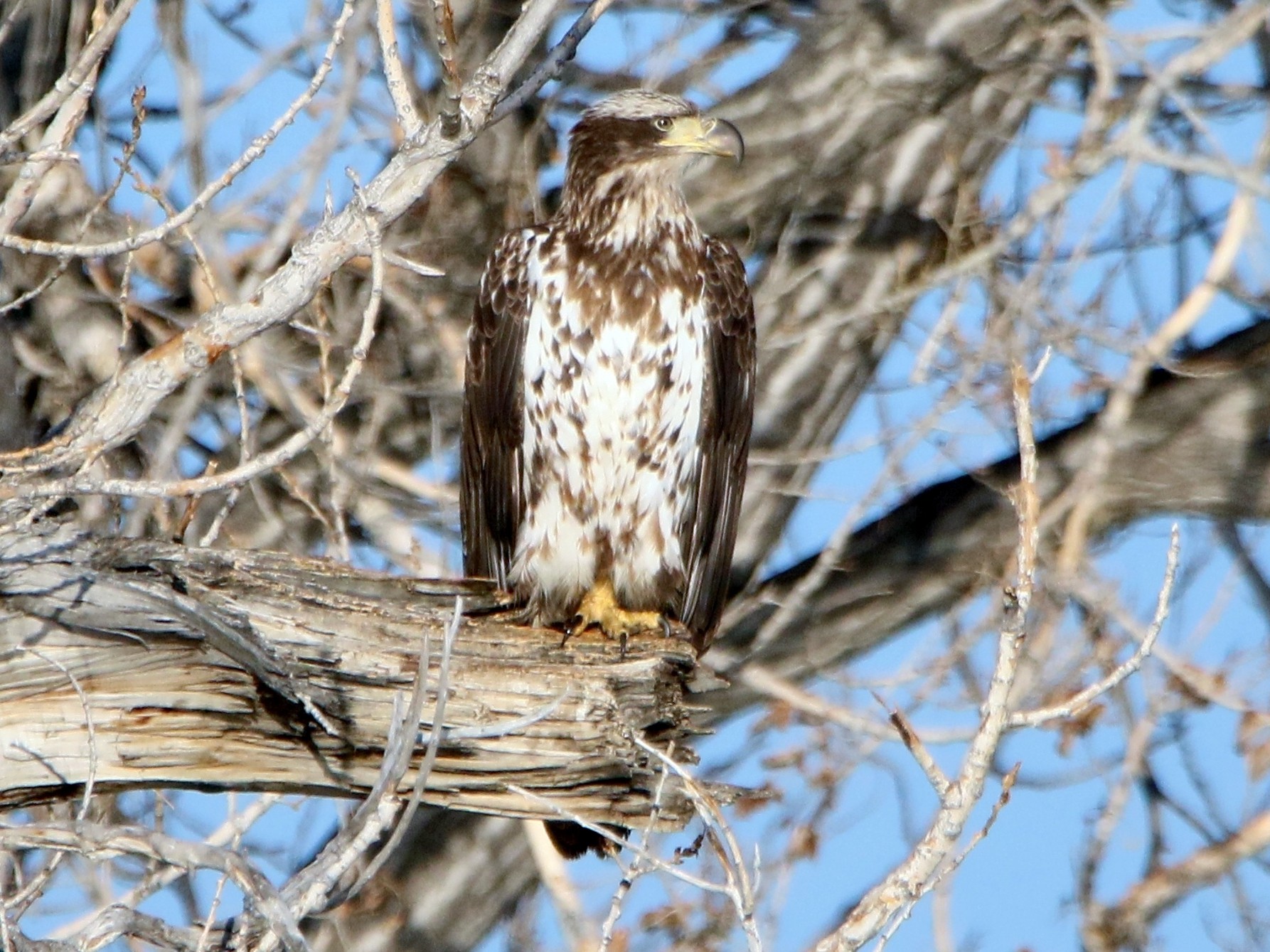Bald Eagle - eBird