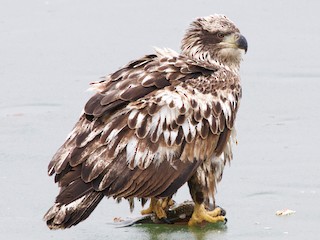 ハクトウワシ - eBird