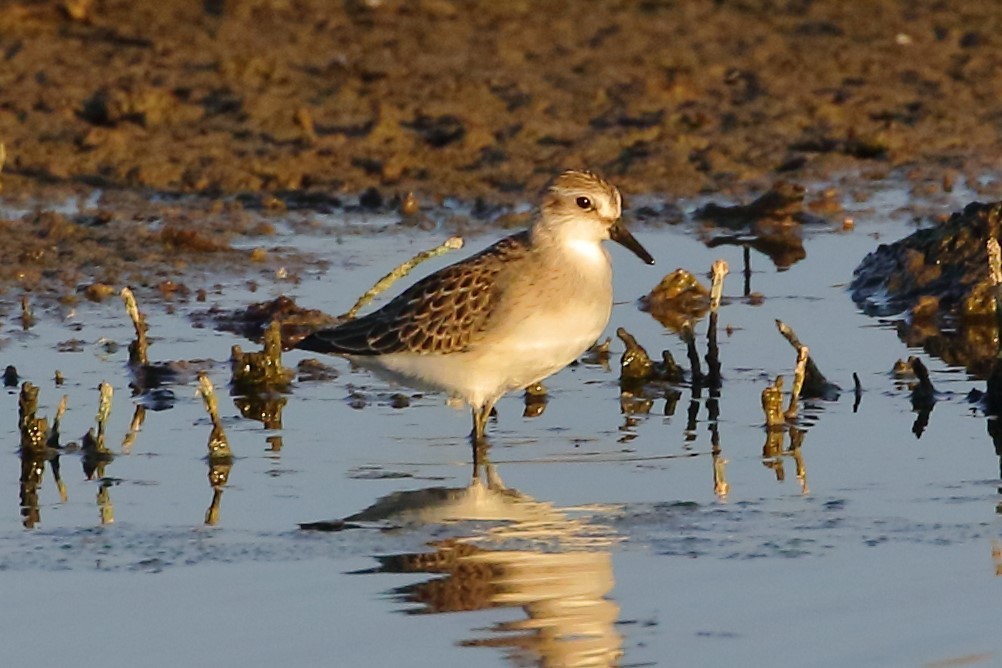 eBird Checklist - 13 Aug 2023 - 9000 Pasture Road, Fallon, Nevada, US ...