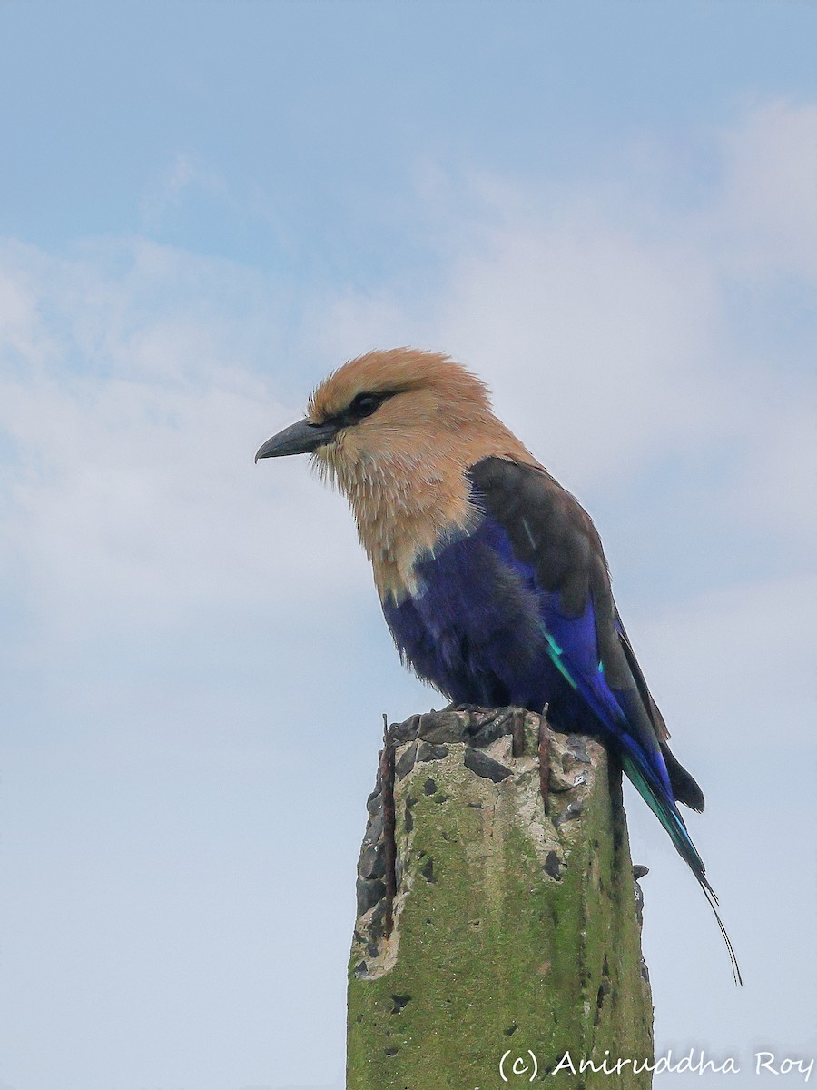 eBird Checklist - 12 Aug 2023 - Sun City project Neoalgunge - 7 species