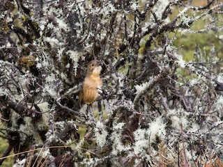 Tawny Antpitta - eBird
