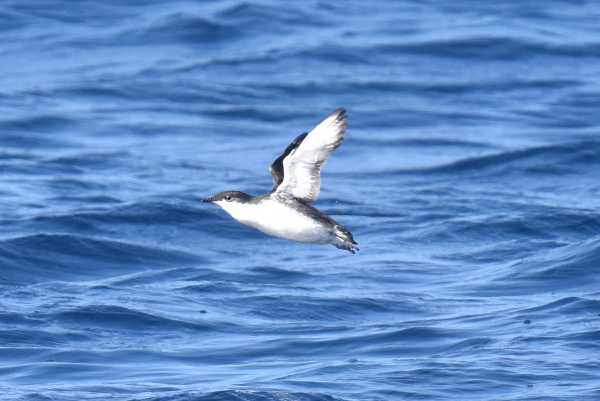 eBird Checklist - 5 Aug 2023 - Offshore--Area between Anacapa and Santa ...
