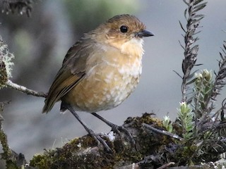 Boyaca Antpitta - eBird
