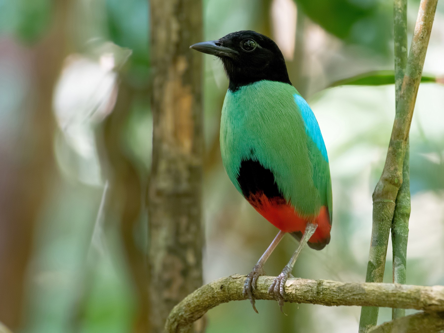 Western hooded pitta - eBird