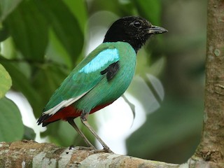 Western Hooded Pitta - eBird