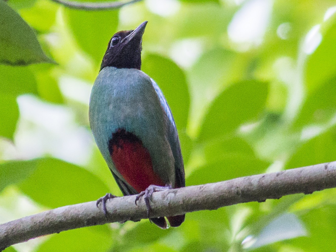 Western Hooded Pitta - eBird