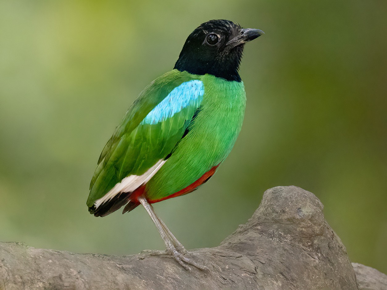 Western Hooded Pitta - eBird