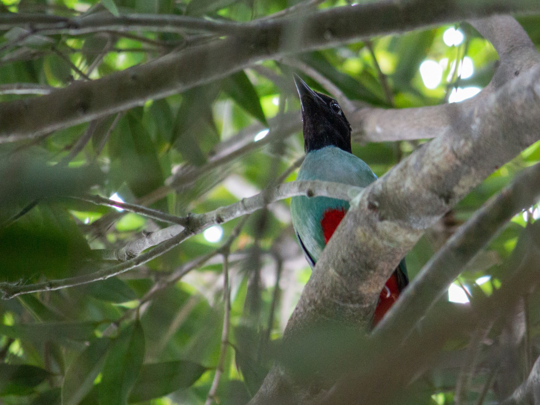Western Hooded Pitta - eBird