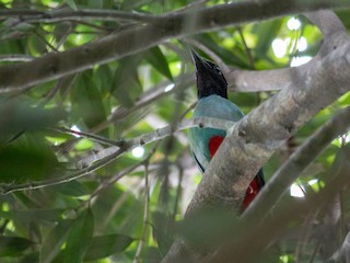 Western Hooded Pitta - eBird