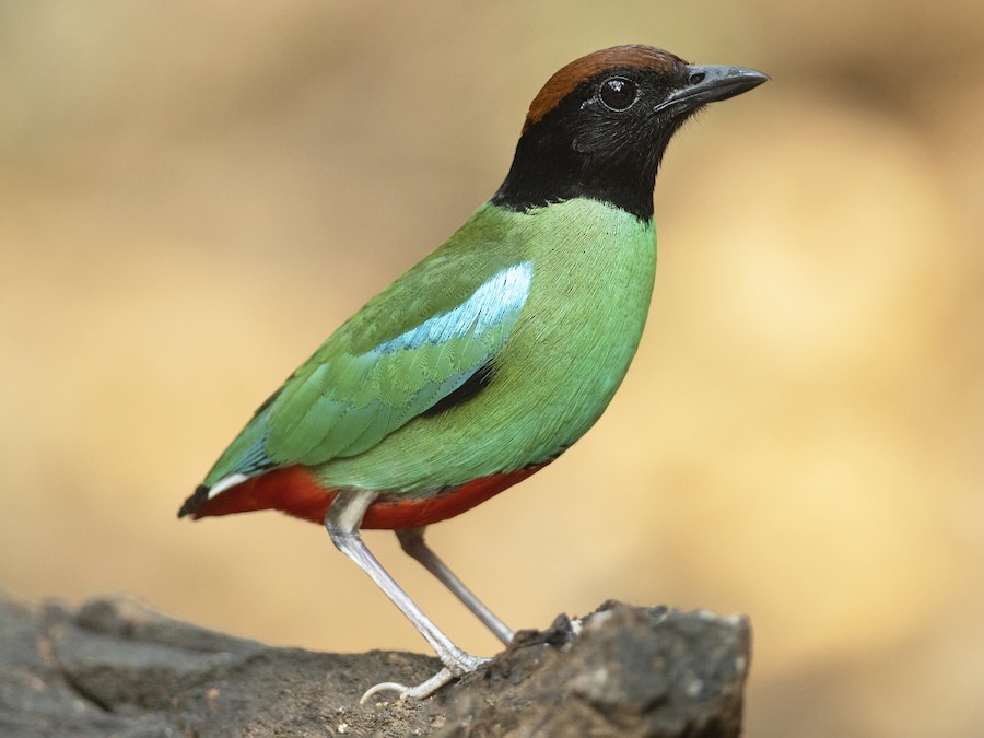 Western Hooded Pitta - eBird