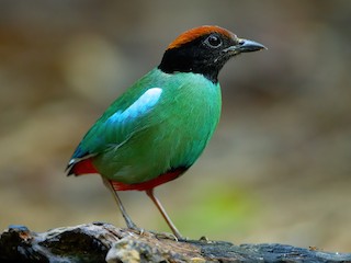 Western Hooded Pitta - eBird