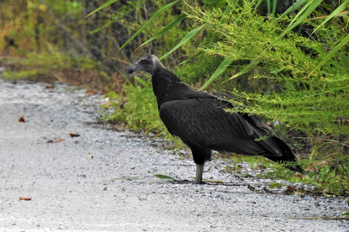 eBird Checklist - 14 Aug 2023 - Cavalier WMA - 26 species