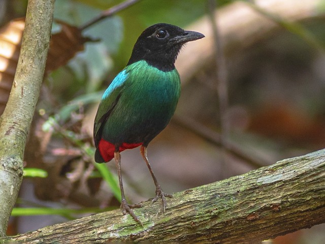 Photos - Eastern Hooded Pitta - Pitta novaeguineae - Birds of the World