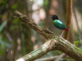 Eastern Hooded Pitta - eBird