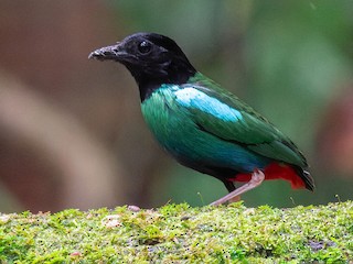 Eastern Hooded Pitta - eBird