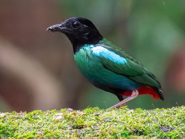 Photos - Eastern Hooded Pitta - Pitta novaeguineae - Birds of the World