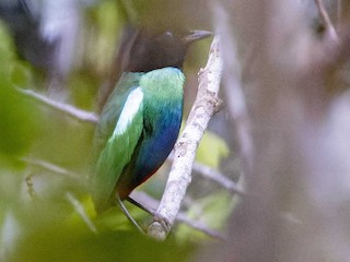 Eastern Hooded Pitta - eBird