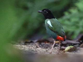 Biak Hooded Pitta - eBird