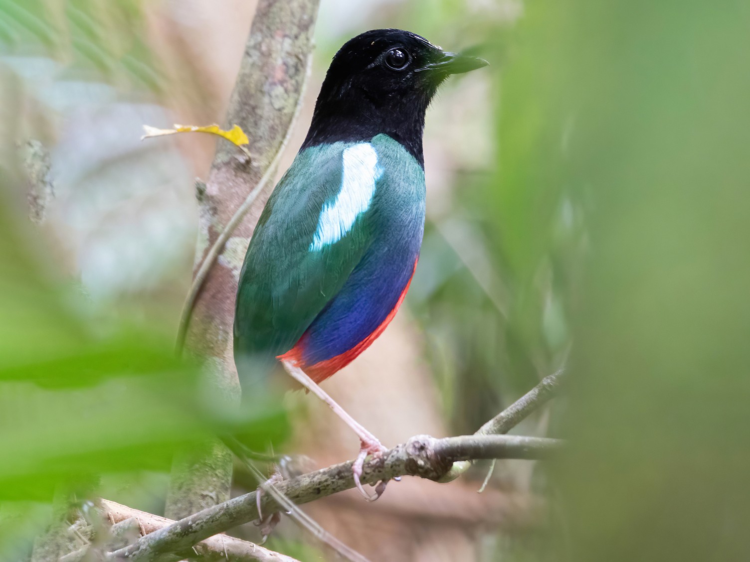 Biak Hooded Pitta - eBird