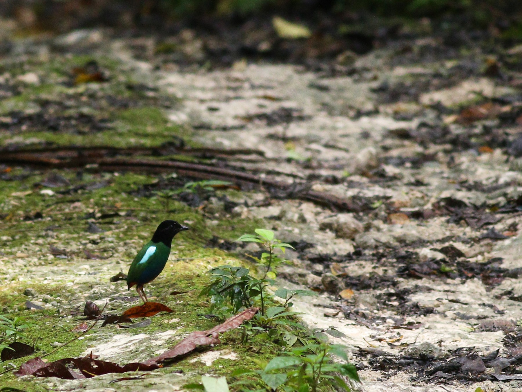 Biak Hooded Pitta - eBird