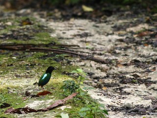 Biak Hooded Pitta - eBird
