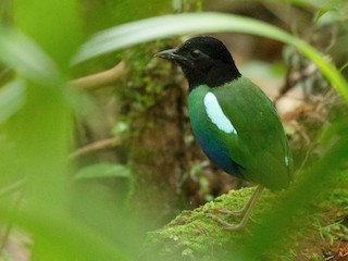 Biak Hooded Pitta - eBird