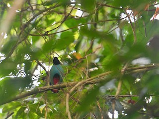 Nicobar Hooded Pitta - eBird