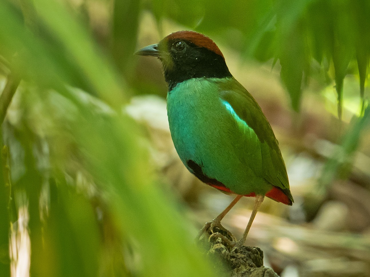 Pita Nicobar - eBird