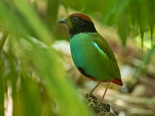 Nicobar Hooded Pitta - eBird