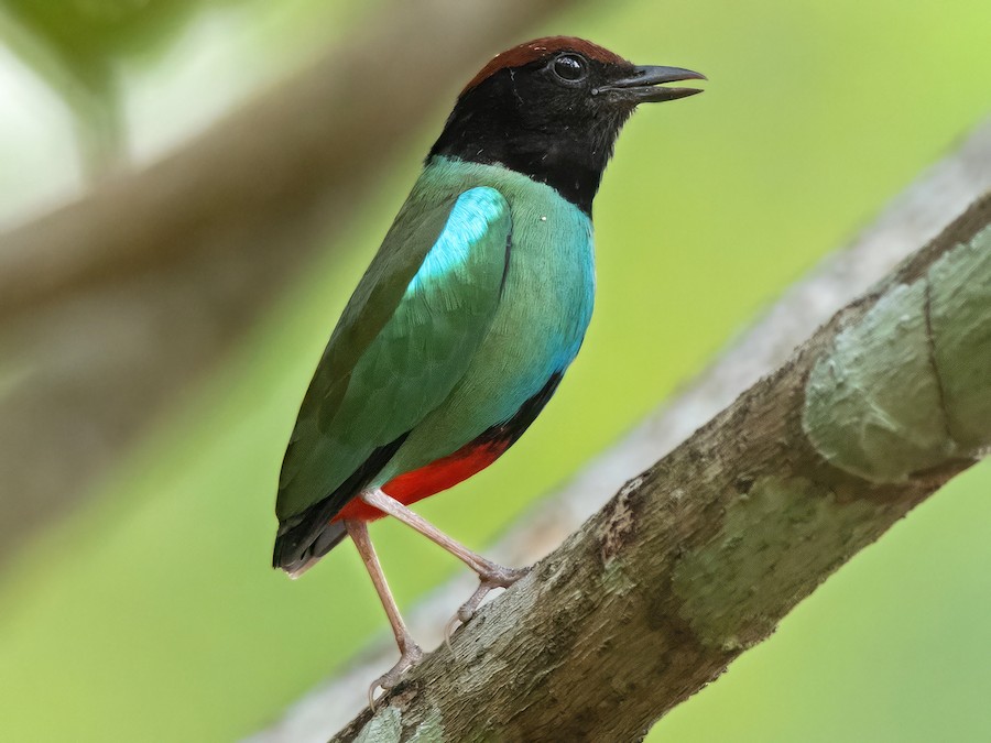 Nicobar Hooded Pitta - eBird
