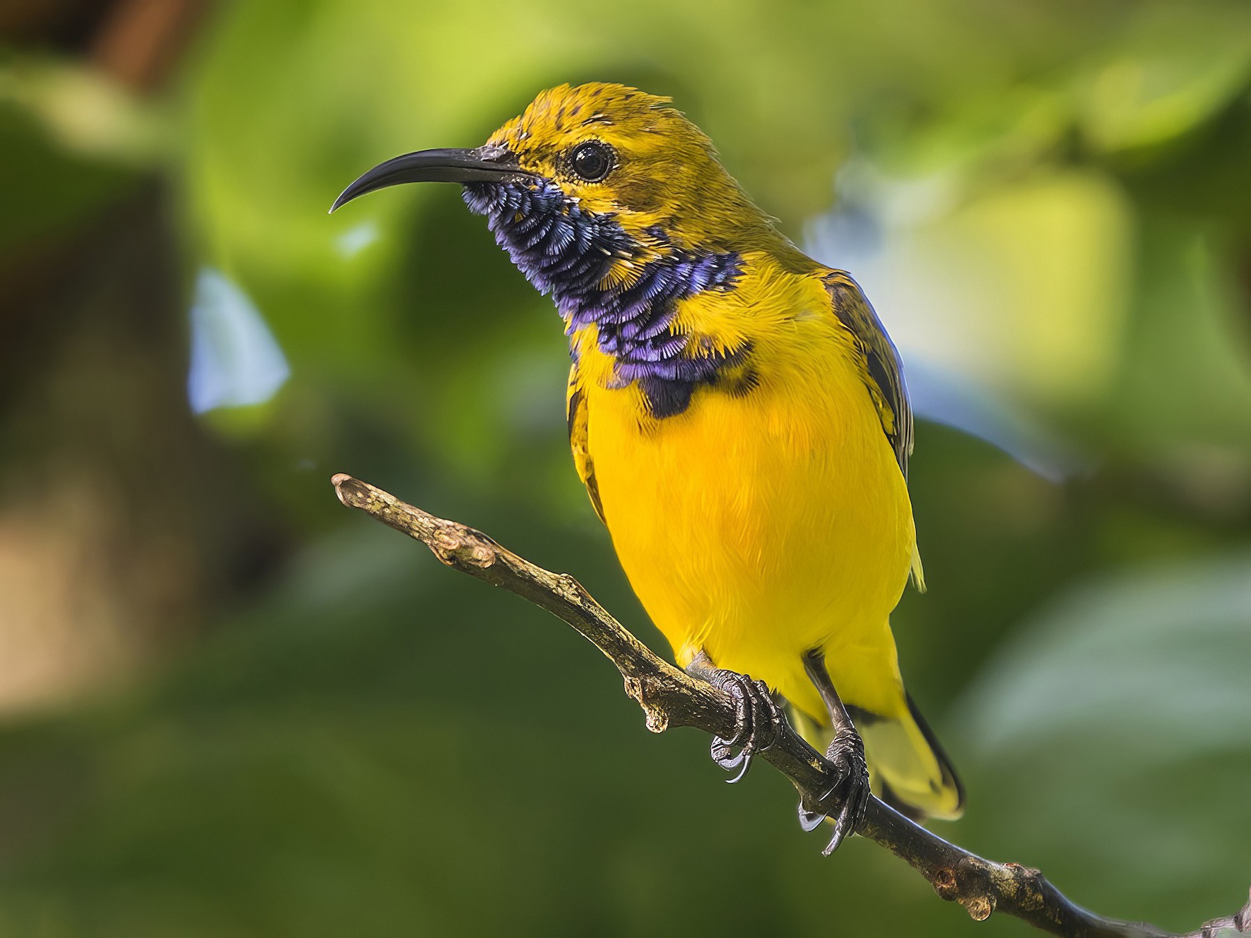 Sahul Sunbird - eBird