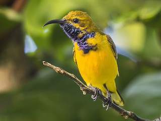 Sahul Sunbird - eBird